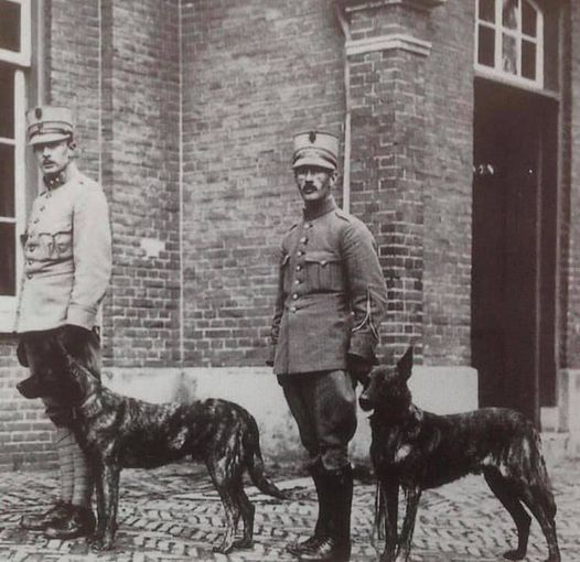 History & Fun Facts – American Dutch Shepherd Association