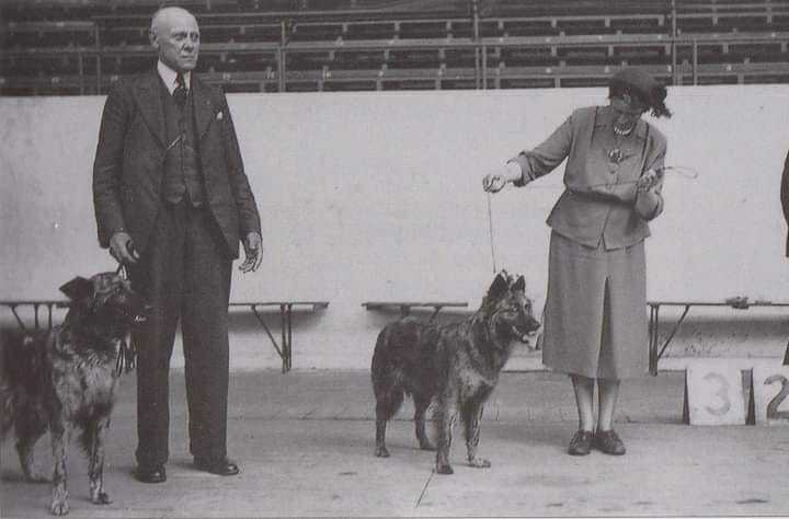 History & Fun Facts – American Dutch Shepherd Association