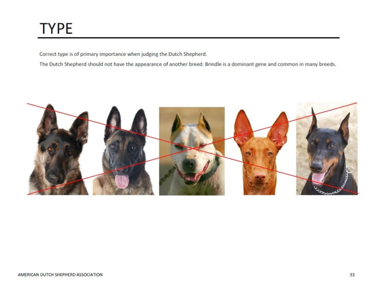 AKC Illustrated Standard – American Dutch Shepherd Association