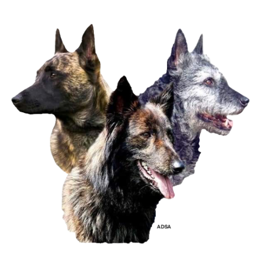 American Dutch Shepherd Association – Committed to preserving the ...