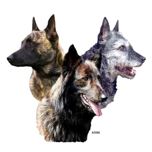 American Dutch Shepherd Association – Committed to preserving the ...