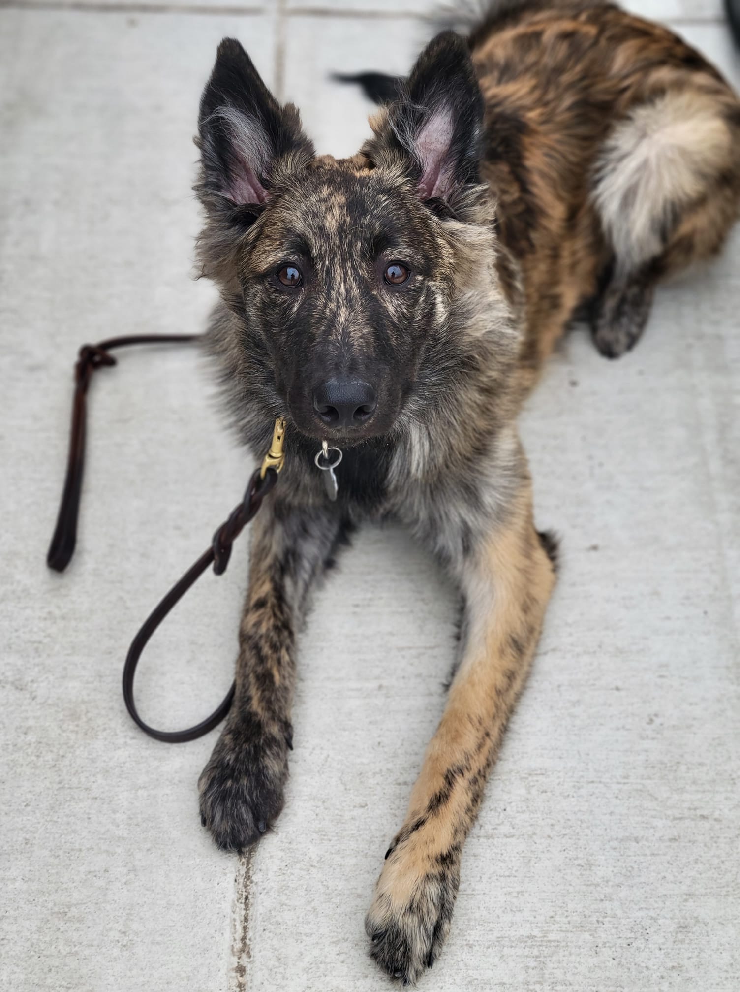 Health – American Dutch Shepherd Association