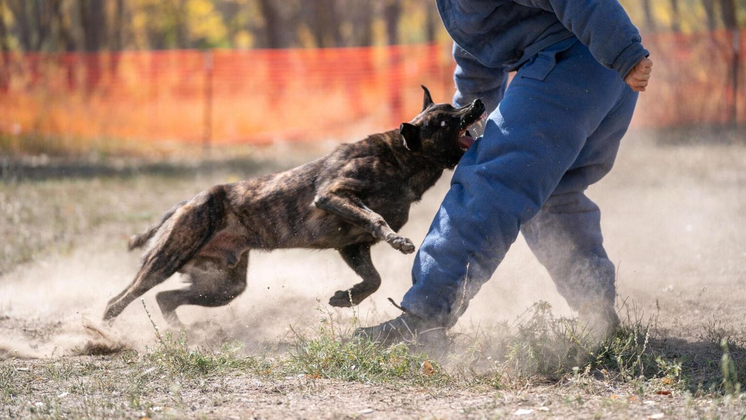 Raising A Dutch Shepherd – American Dutch Shepherd Association